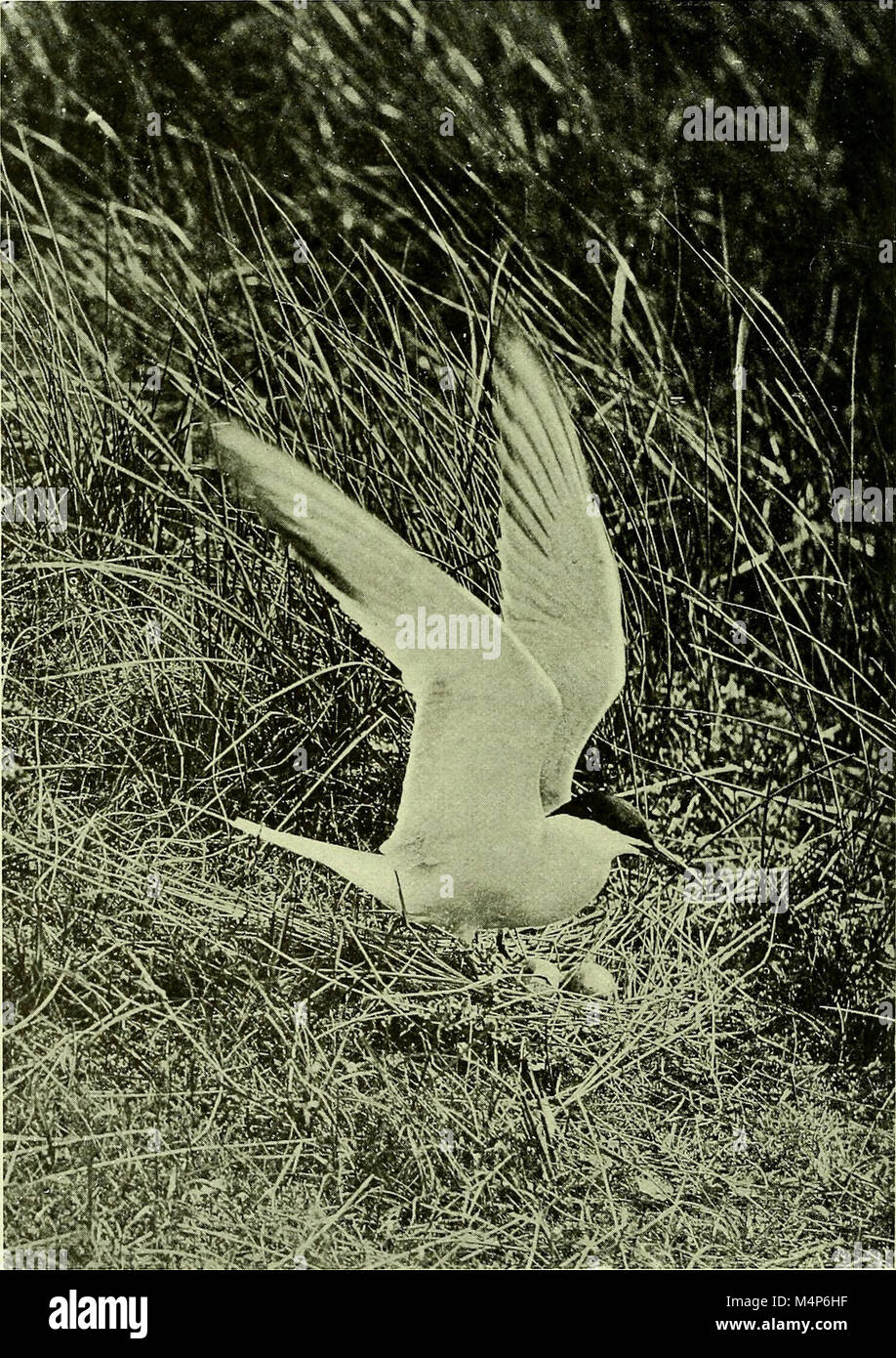 'Bird Lore' (1913) provides insights into bird species, their habits ...