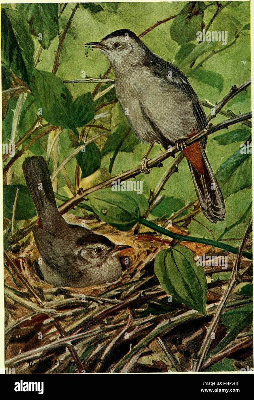 Bird lore (1913) (14747149864 Stock Photo - Alamy