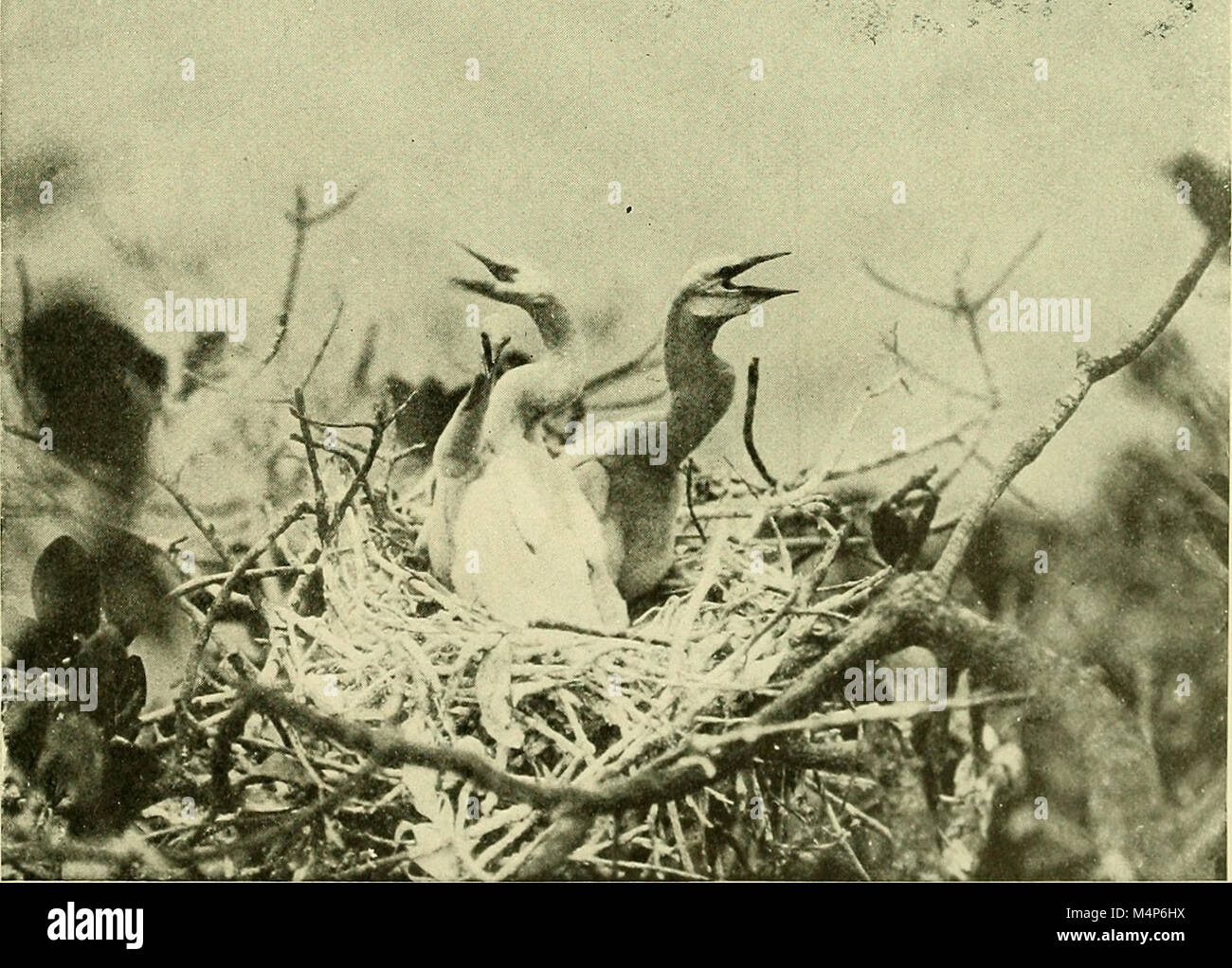 Bird lore (1913) (14749210122 Stock Photo - Alamy