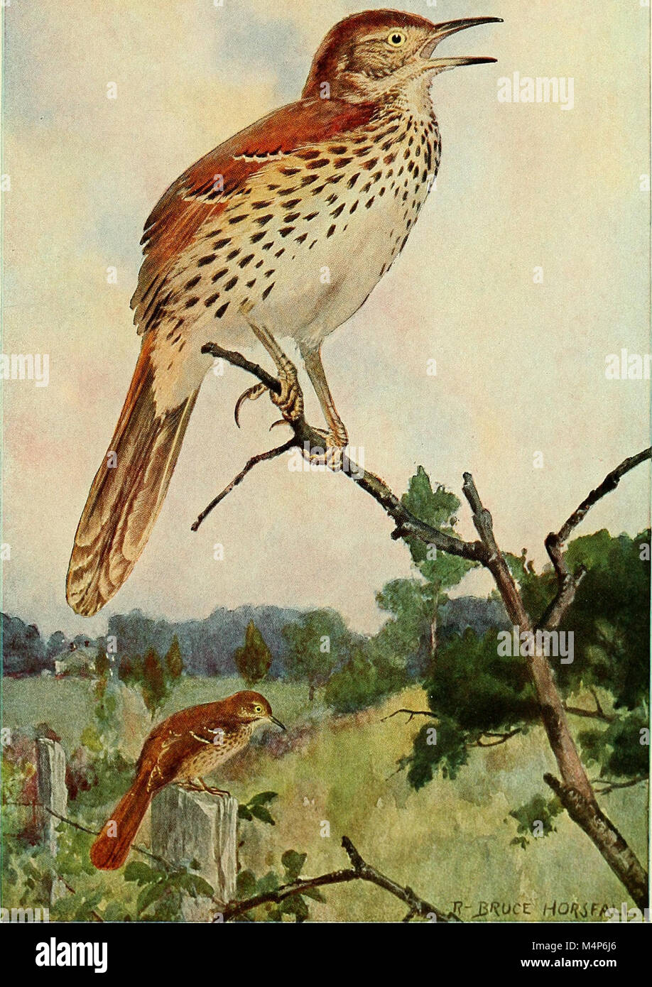 Bird lore (1913) (14768910563 Stock Photo - Alamy
