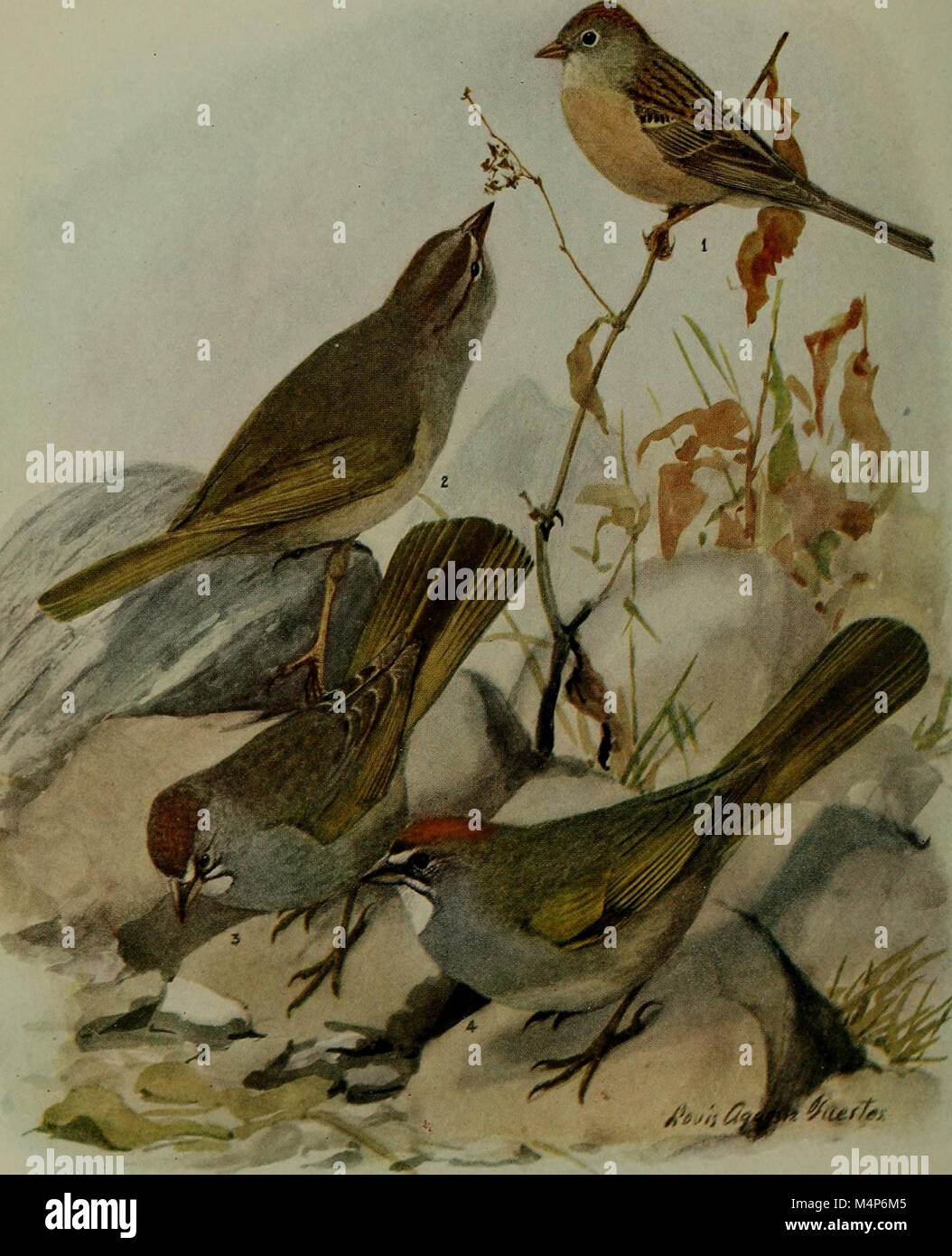 Bird lore (1914) (14752607101 Stock Photo - Alamy