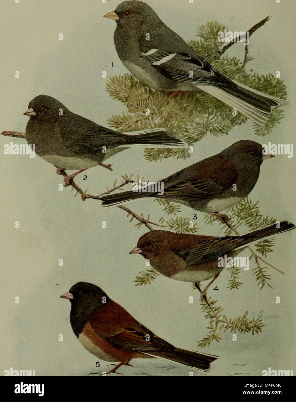 Bird lore (1914) (14752634281 Stock Photo - Alamy