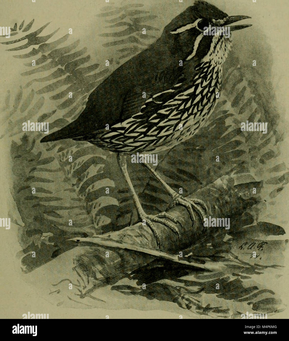 Bird lore (1914) (14753372034 Stock Photo - Alamy