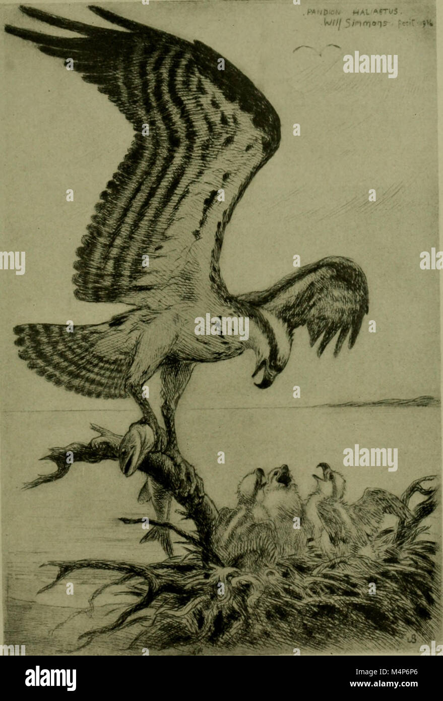 Bird lore (1916) (14568784518 Stock Photo - Alamy