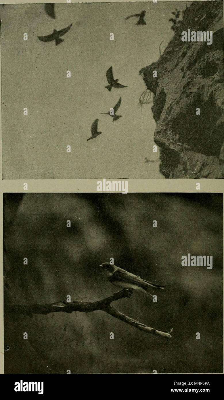 Bird lore (1916) (14568801579 Stock Photo - Alamy