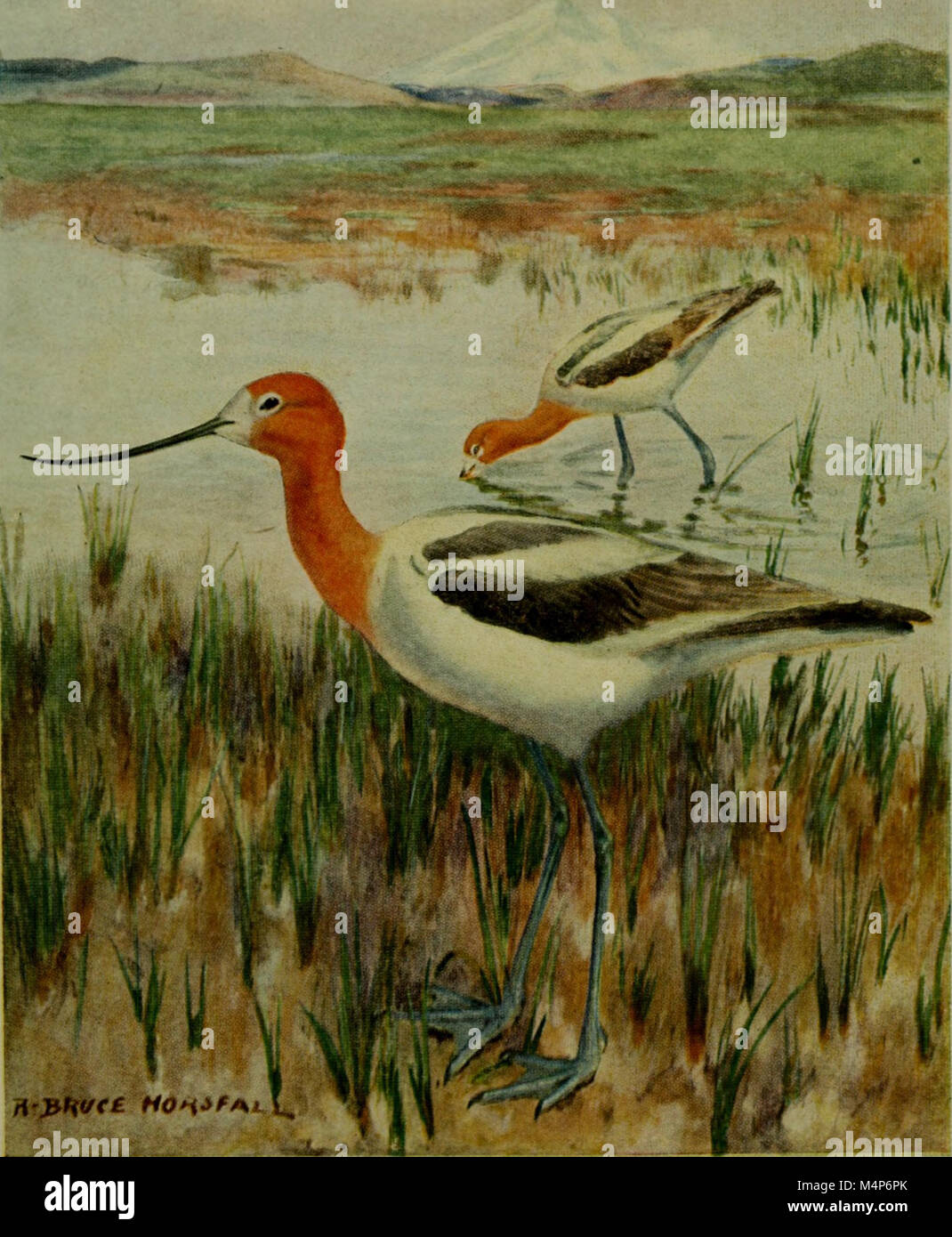 'Bird Lore' (1916) continues its focus on bird conservation, with an ...
