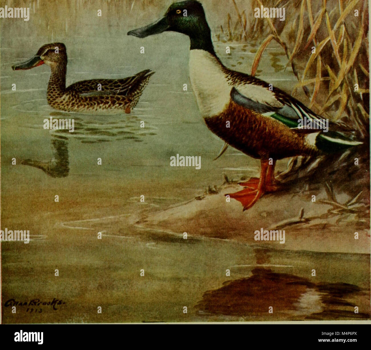 'Bird Lore' (1916) is a publication focused on the study and ...