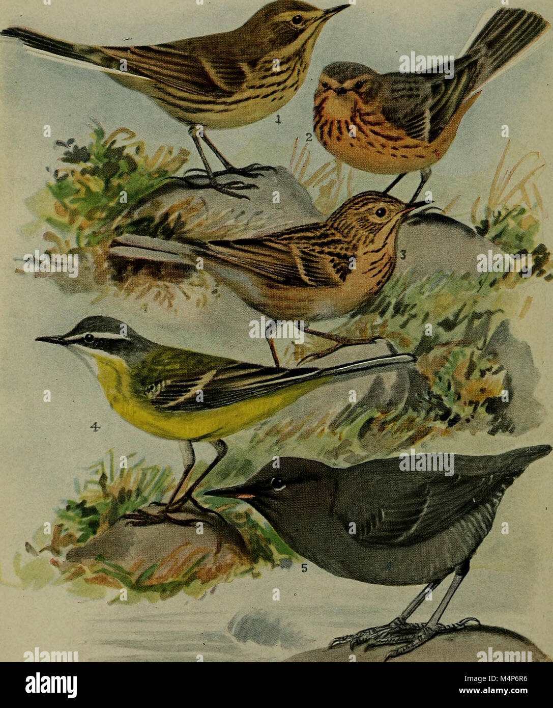 Bird Lore (1916) explores birdwatching and avian conservation ...