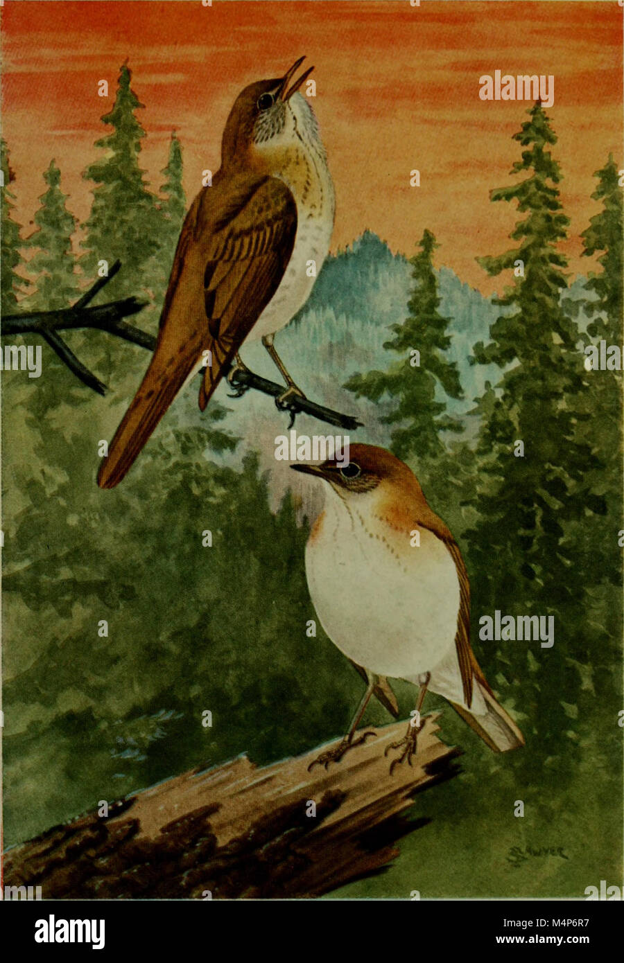 Bird lore (1916) (14753093774 Stock Photo - Alamy
