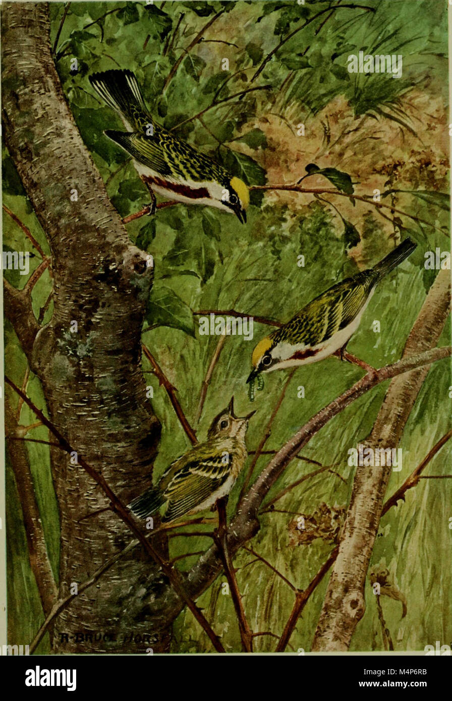 Bird lore (1916) (14755082642 Stock Photo - Alamy