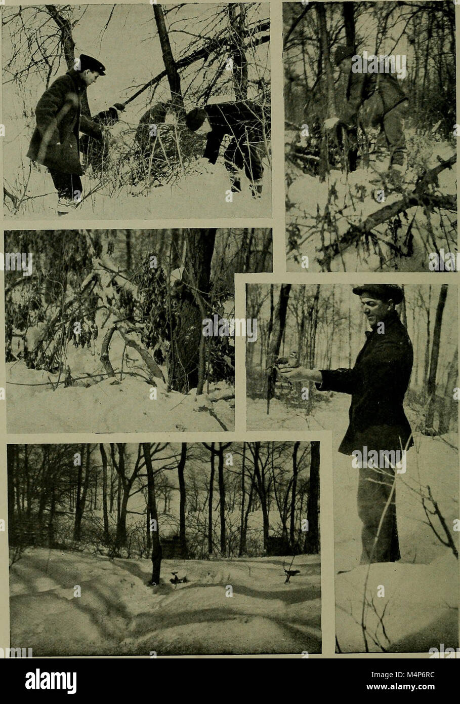 A publication from 1916 focusing on birdwatching, bird species, and ...
