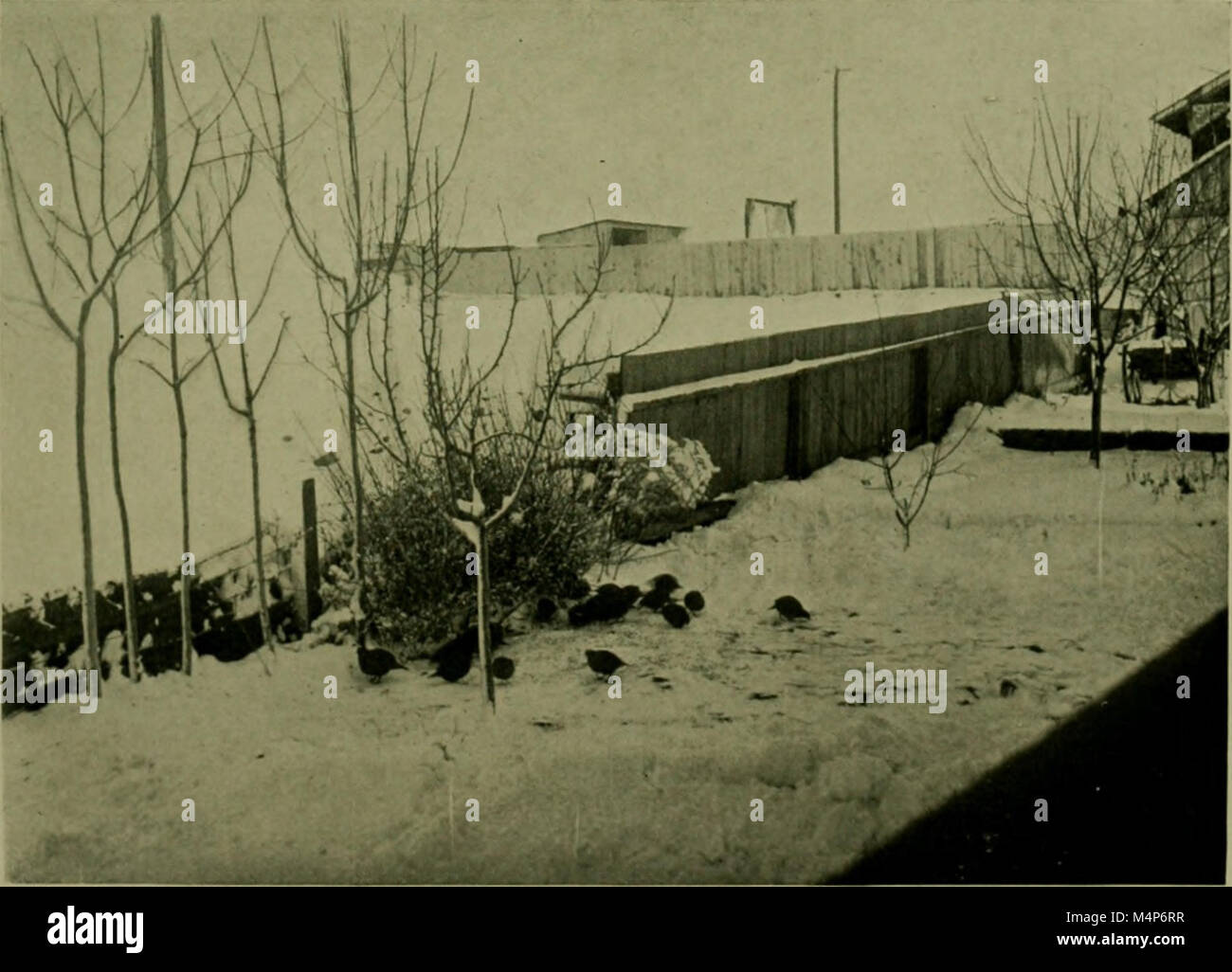 Bird Lore (1916) is a journal dedicated to the study of birds, focusing ...