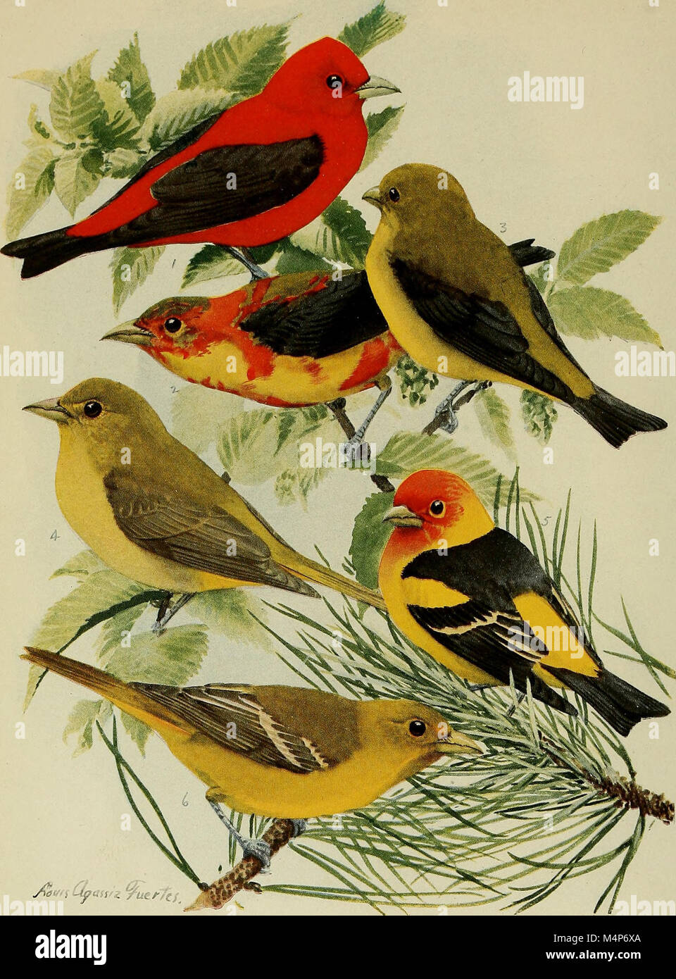Bird lore (1918) (14755208705 Stock Photo - Alamy