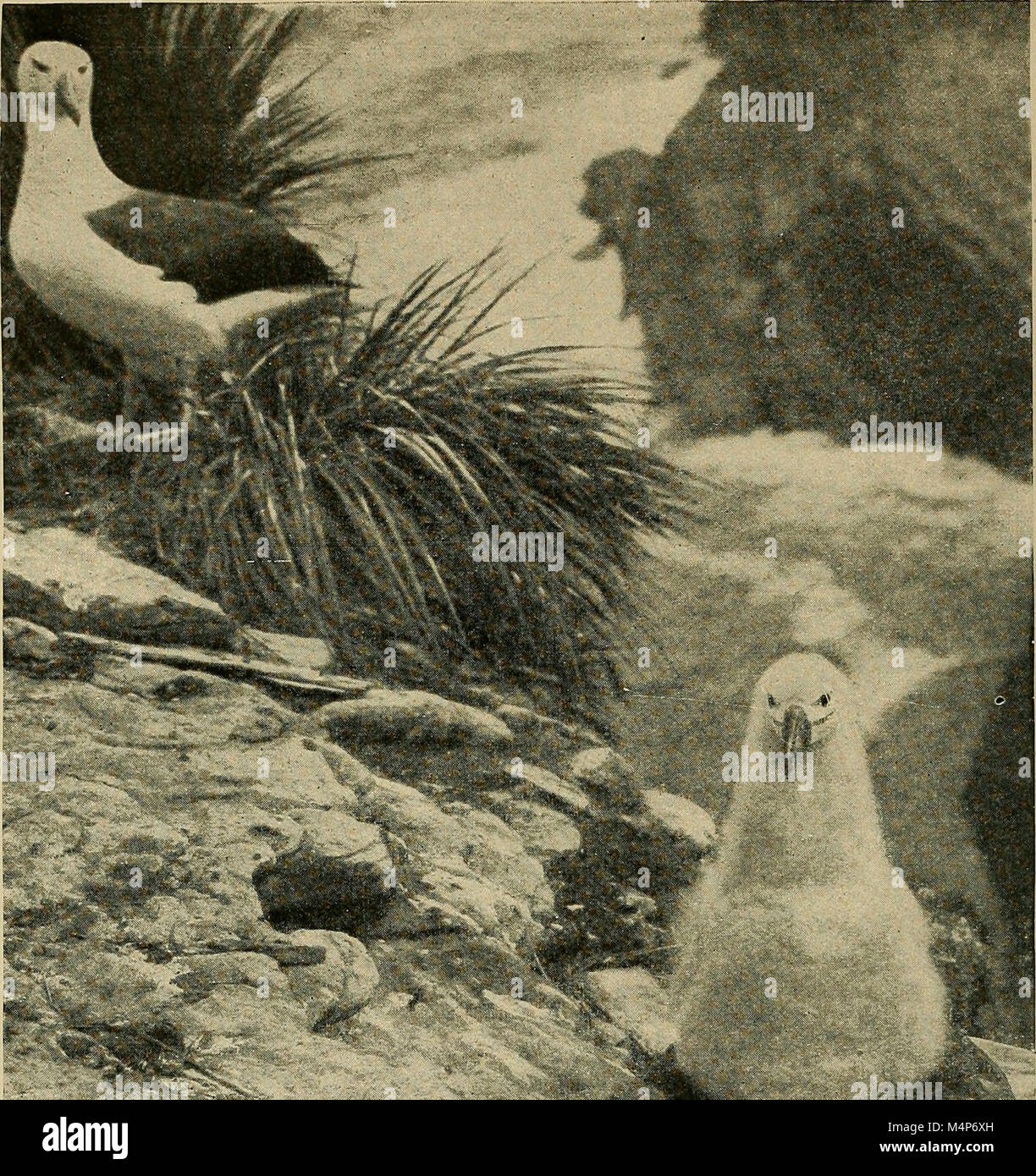 Bird Lore, published in 1918, is a comprehensive guide to birdwatching ...