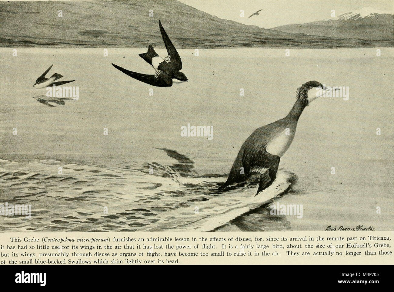 Bird lore (1919) (14750297845 Stock Photo - Alamy