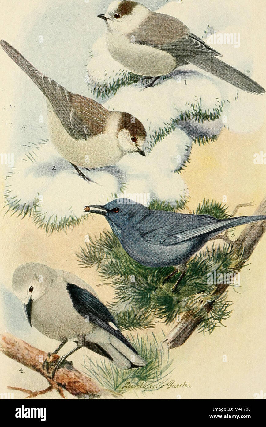 Bird lore (1919) (14750355755 Stock Photo - Alamy