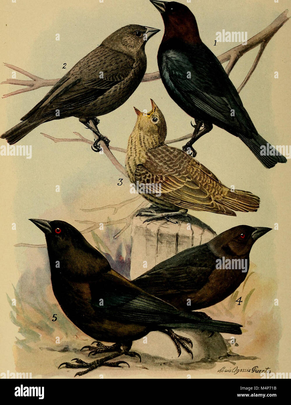 Bird lore (1920) (14775385343 Stock Photo - Alamy