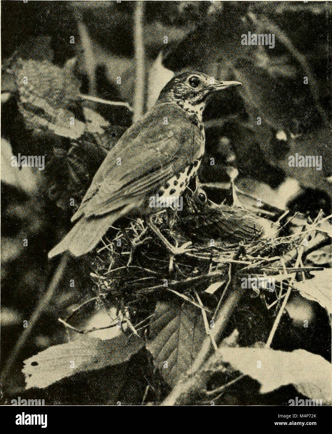Bird lore (1922) (14564626717 Stock Photo - Alamy