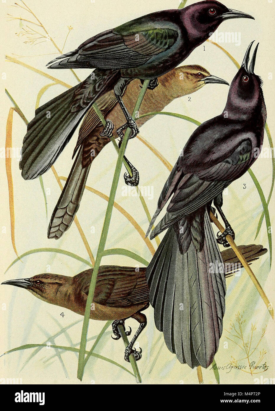 Bird lore (1922) (14728084856 Stock Photo - Alamy