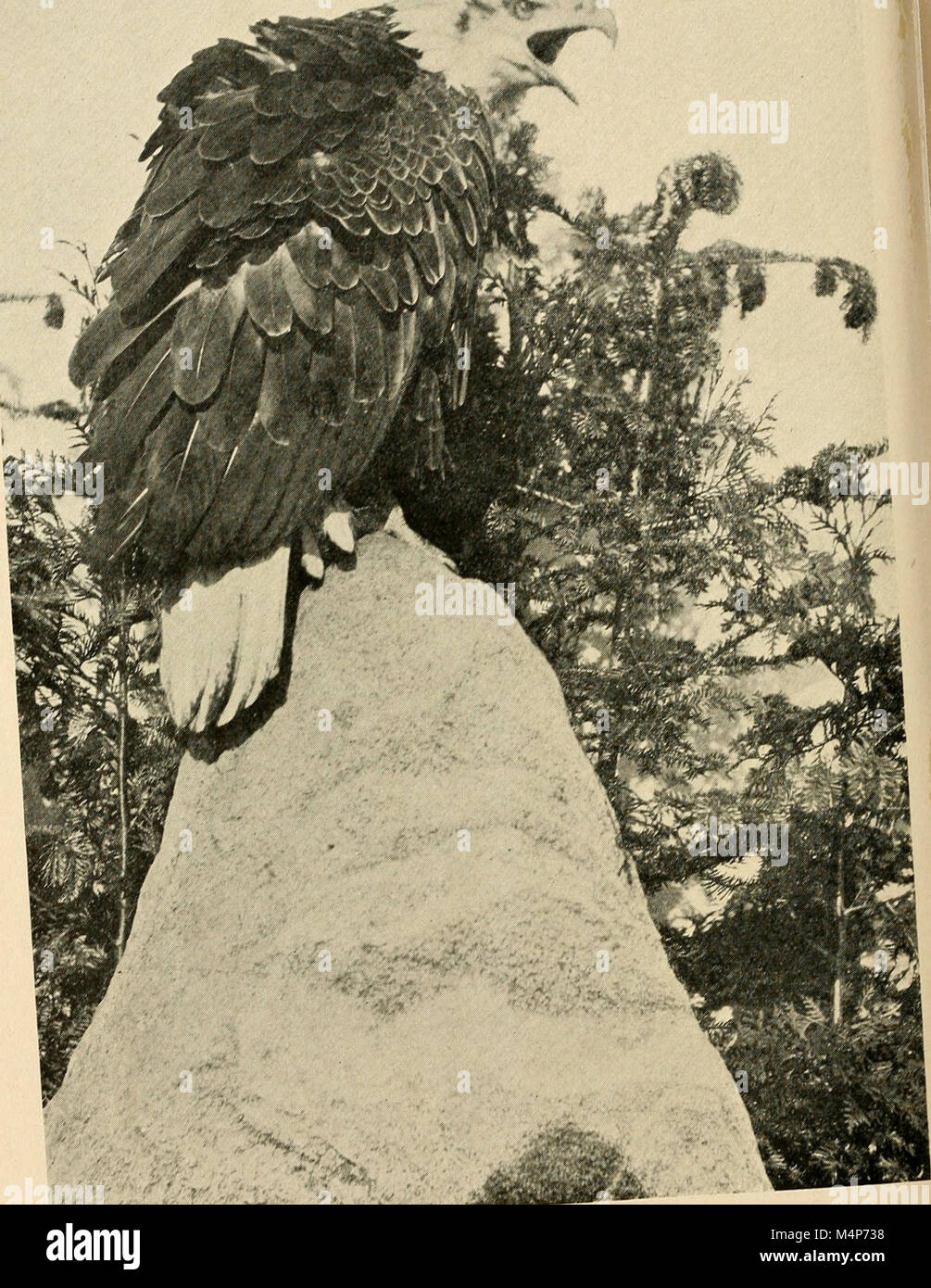 'Bird Lore,' published in 1922, is a periodical dedicated to the study ...