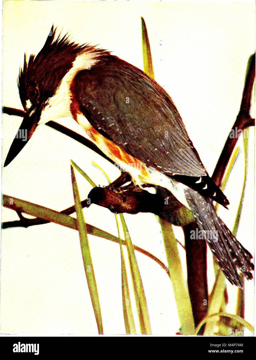 This 1903 guide introduces readers to 150 bird species commonly found ...