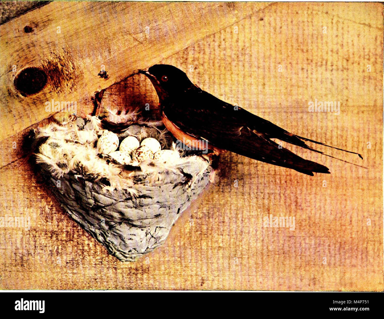 This 1903 guide introduces readers to 150 bird species commonly found ...