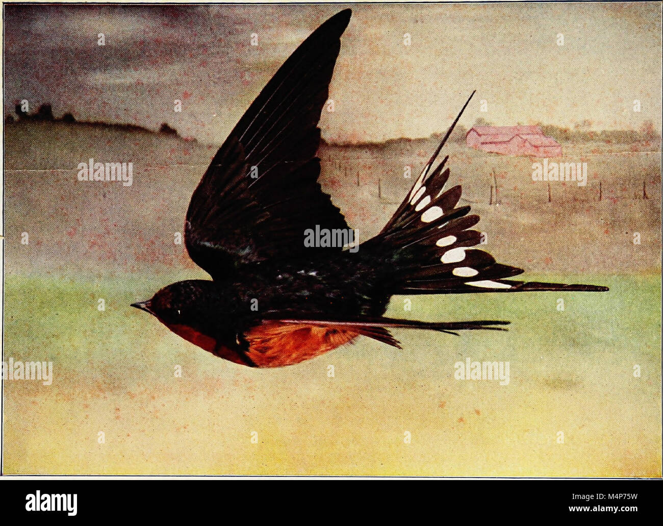 This 1904 guide introduces 150 bird species commonly found in domestic ...