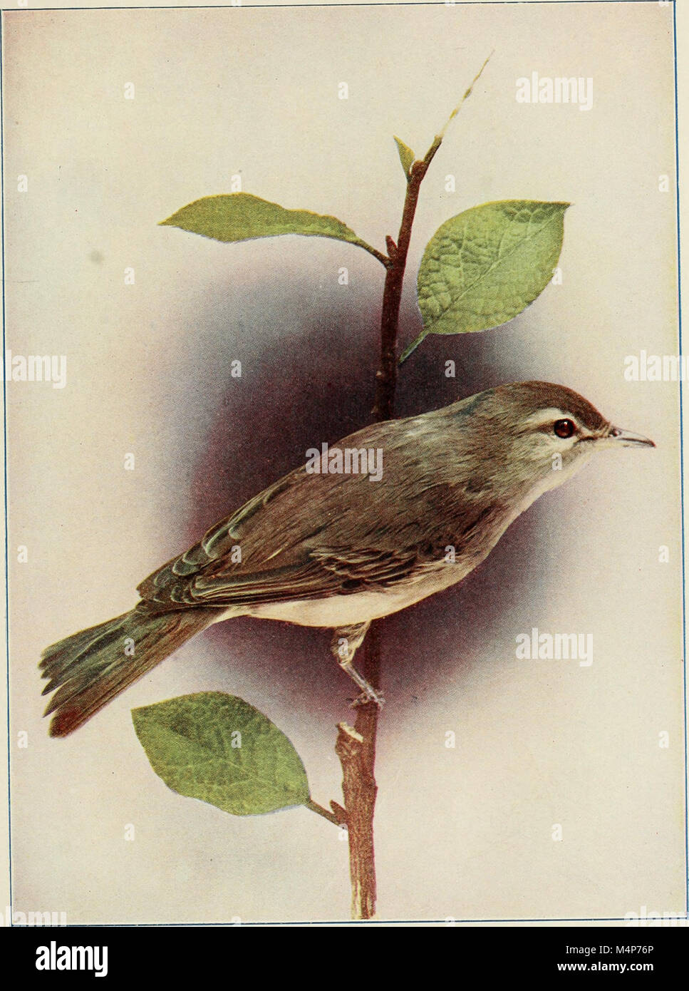 This 1904 book introduces readers to 150 bird species commonly found in ...