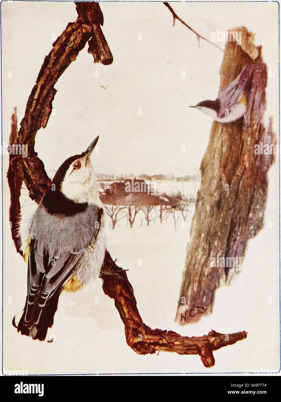 This 1916 guide introduces readers to 150 bird species commonly found ...