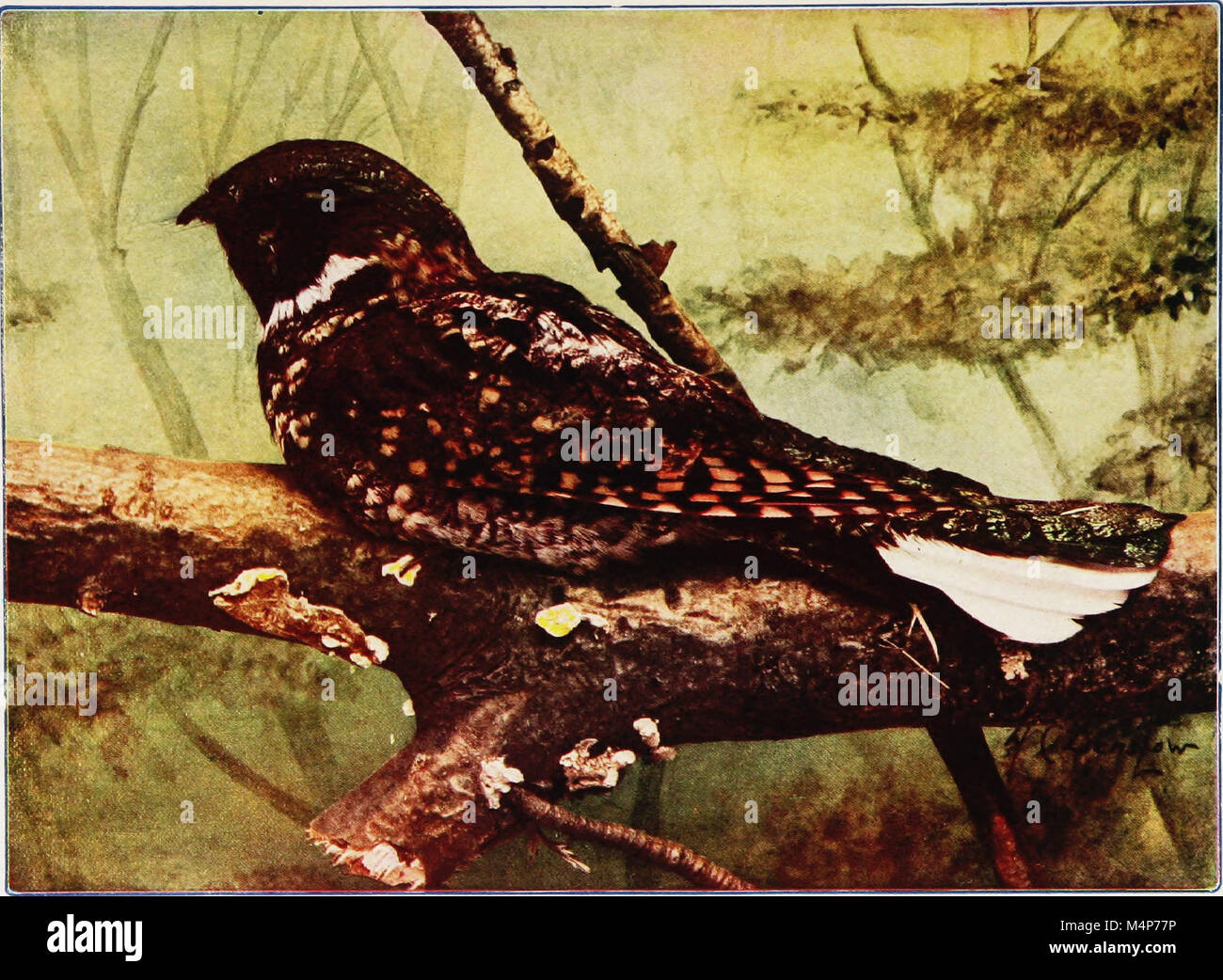 This 1916 book introduces readers to 150 bird species commonly found in ...