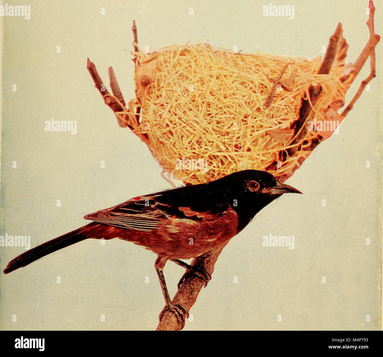 'Bird Neighbors' (1903) examines the interactions and behaviors of ...