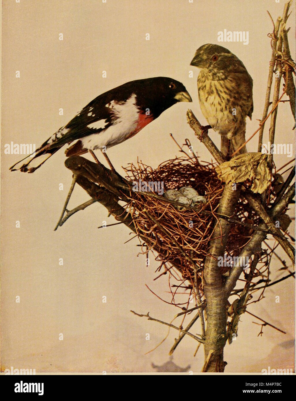 This guide introduces 150 bird species commonly found in gardens ...