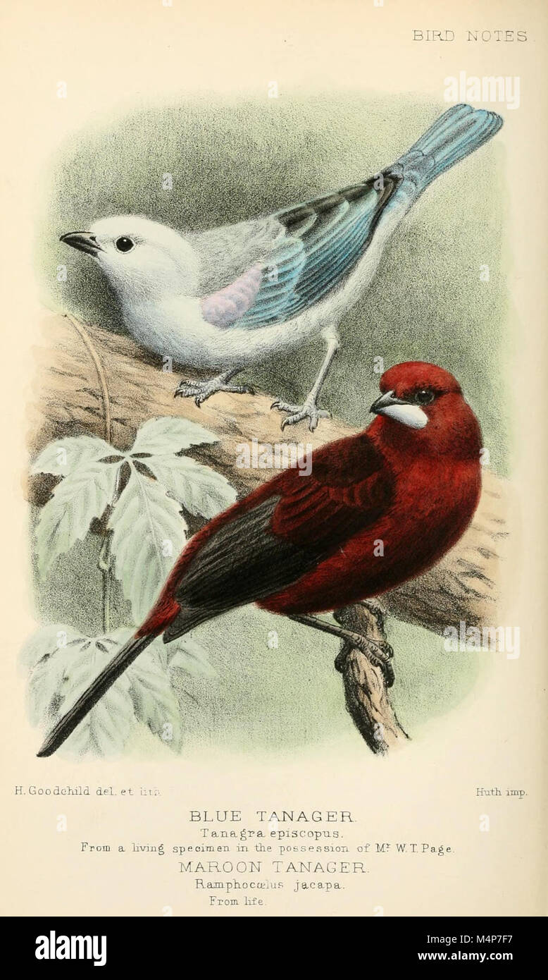 'Bird Notes' (1902) provides insights into birdwatching and avian ...
