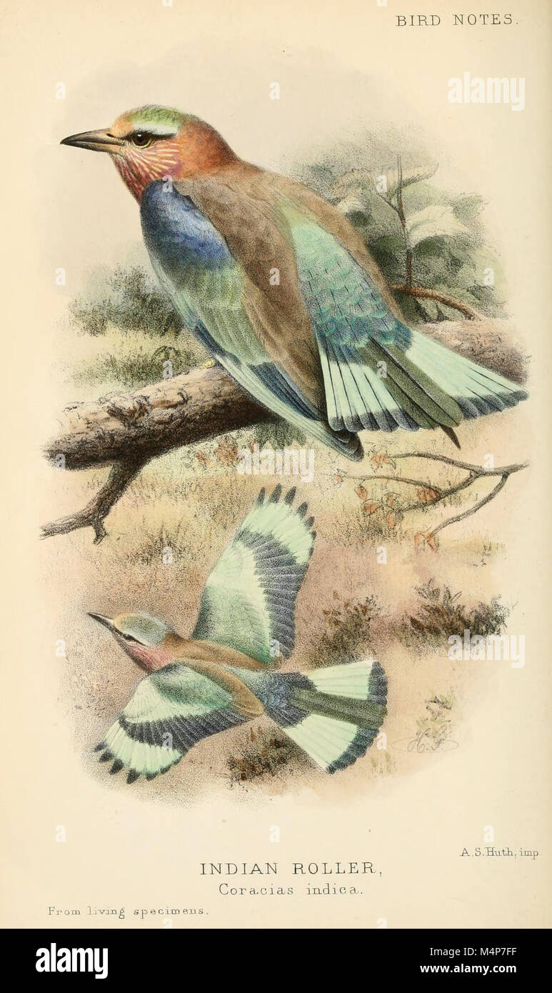 Bird notes (1902) (14750894785 Stock Photo - Alamy