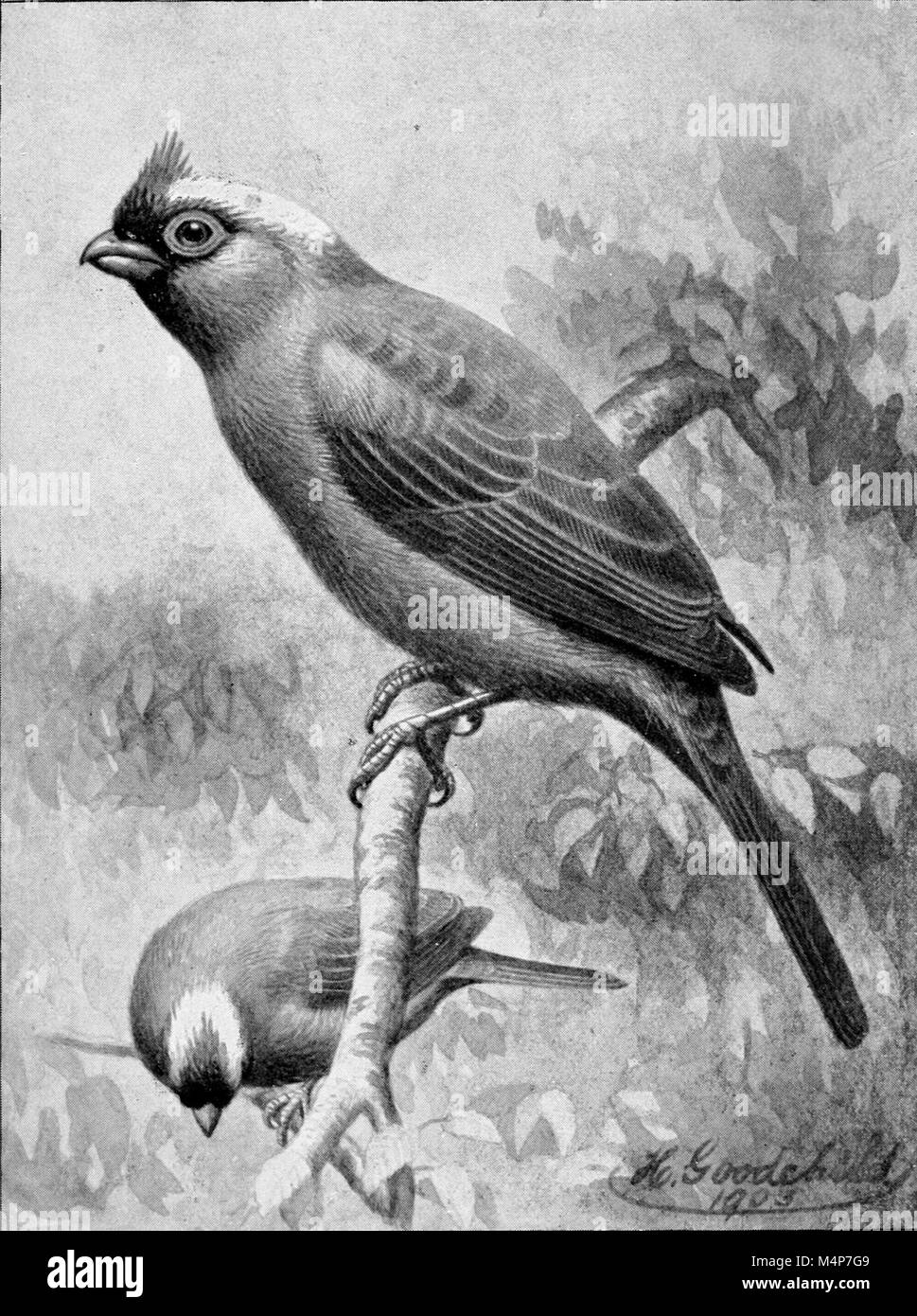 Observations birds Black and White Stock Photos & Images - Alamy