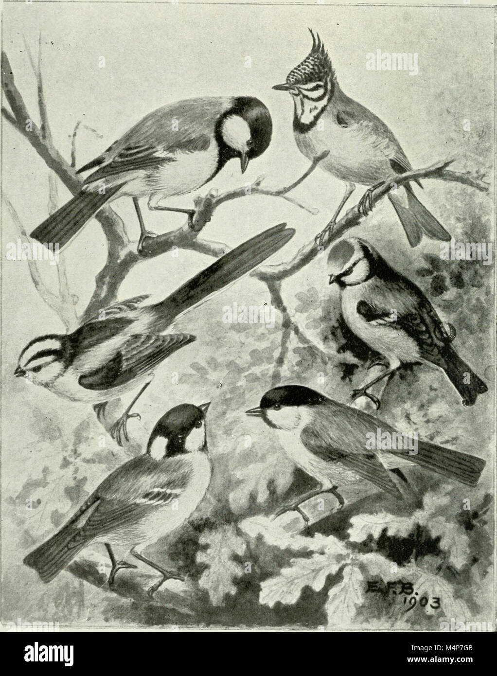 A 1903 collection of notes on birds, documenting observations ...