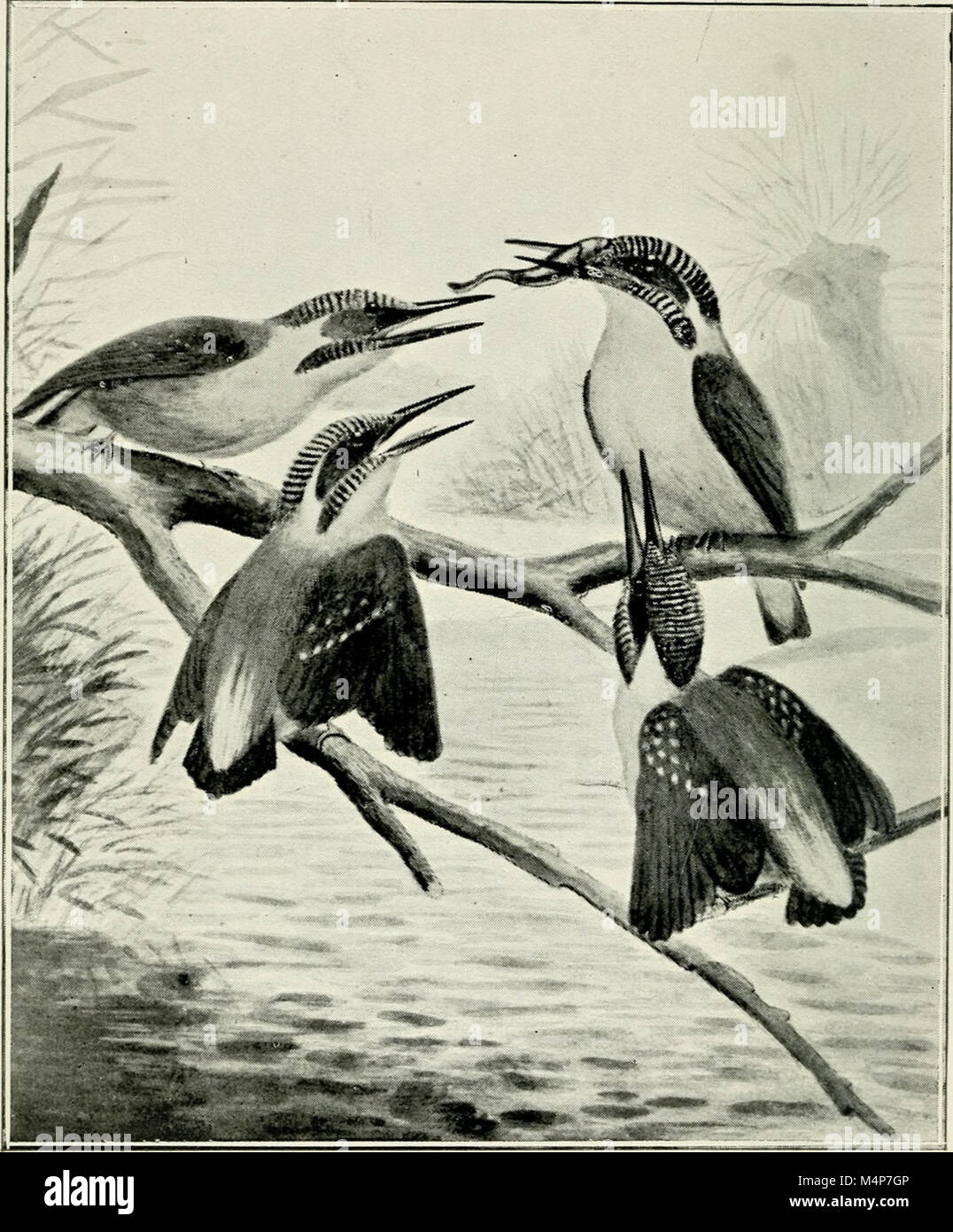 Bird Notes (1903) offers observations and data on bird species, their ...