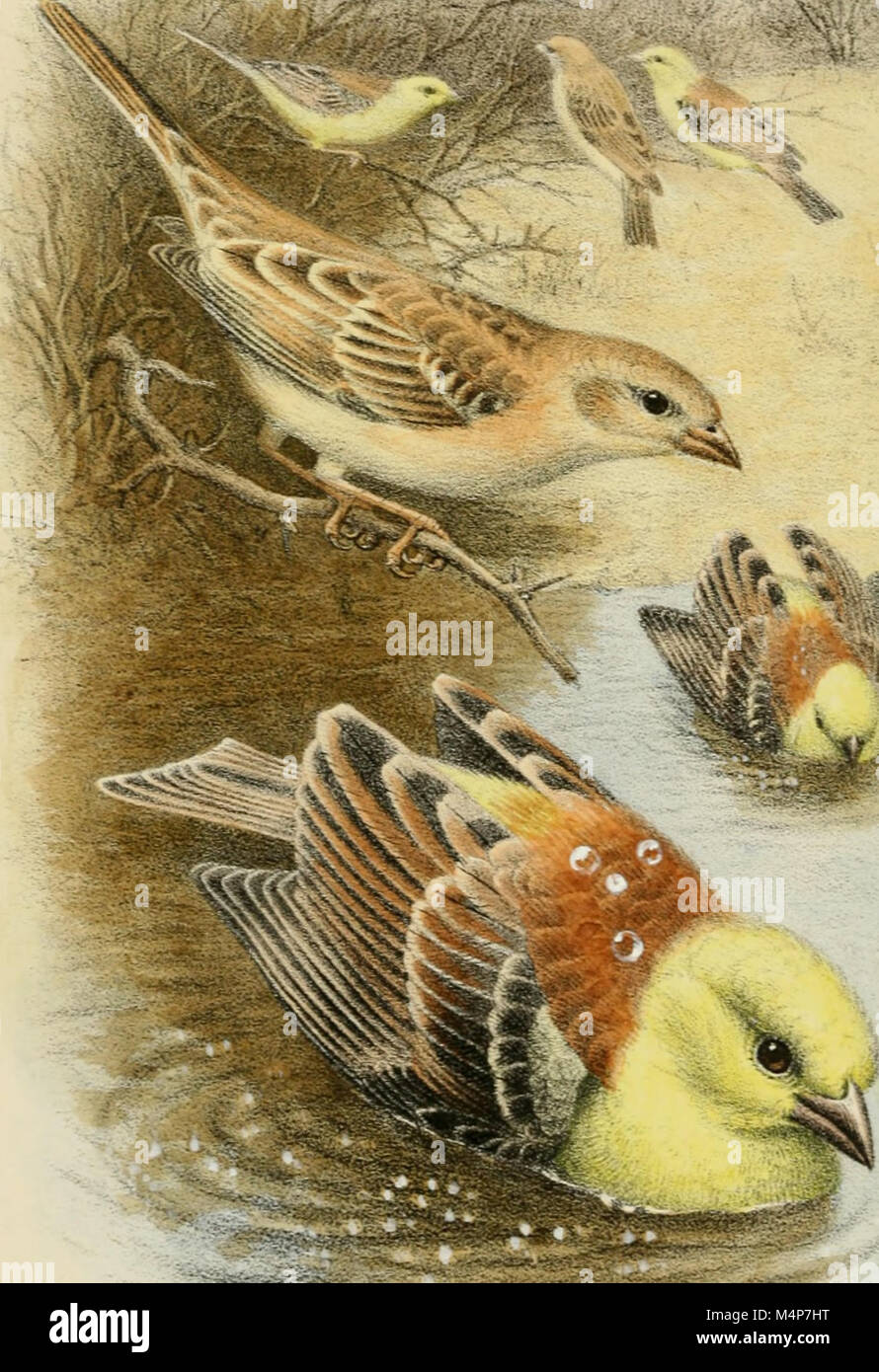 A 1904 compilation of bird observations, documenting various species ...