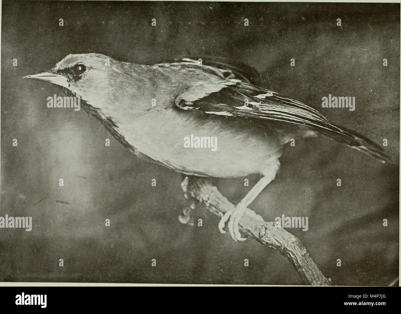 'Bird Notes' (1908) is a compilation of bird sightings and behavioral ...