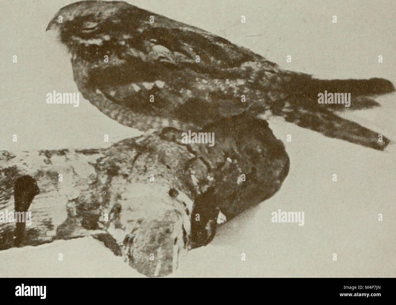 'Bird Notes' (1908) presents observations on various bird species ...