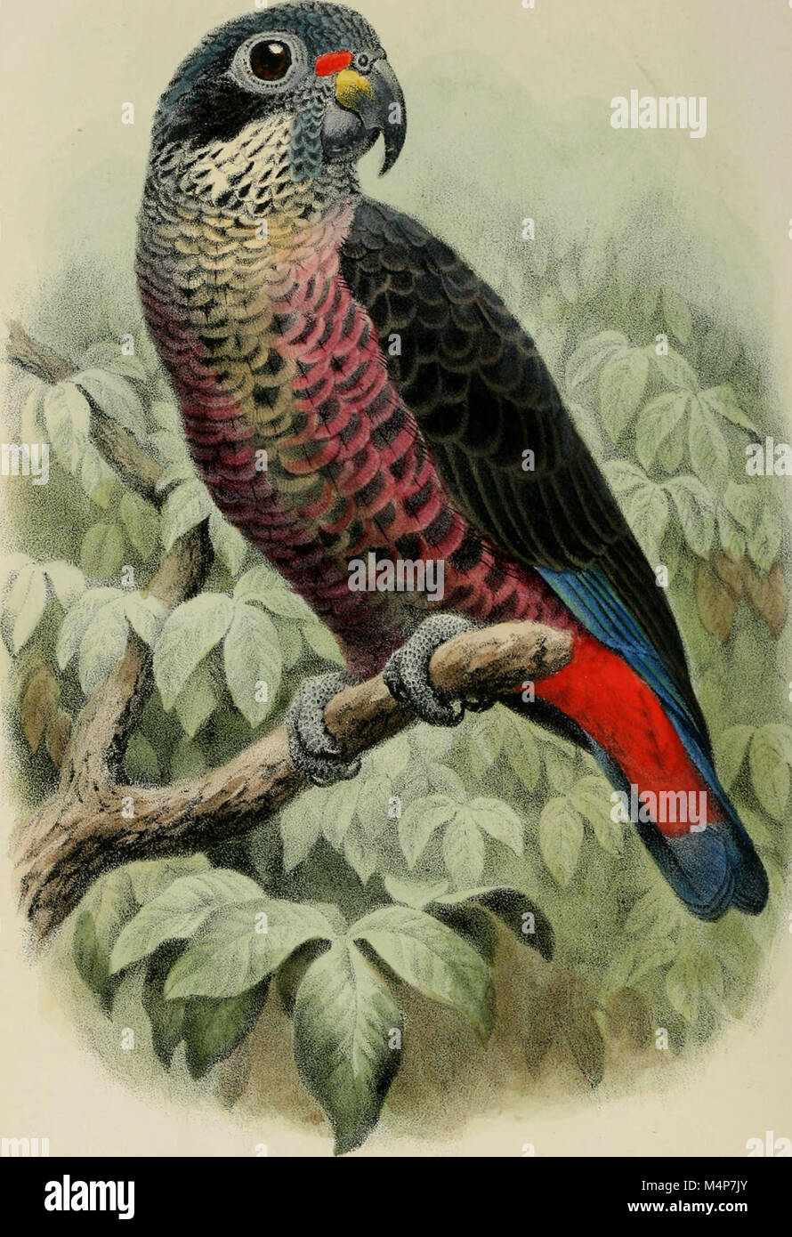 Bird notes (1908) (14768399113 Stock Photo - Alamy