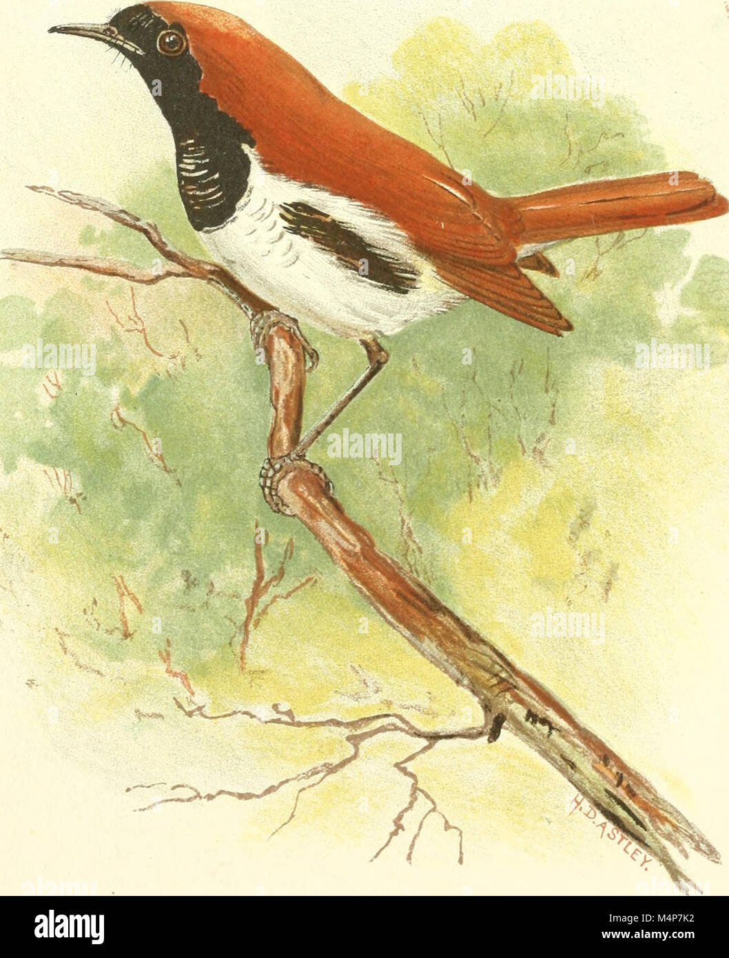 'Bird Notes' (1911) provides a collection of observations and studies ...