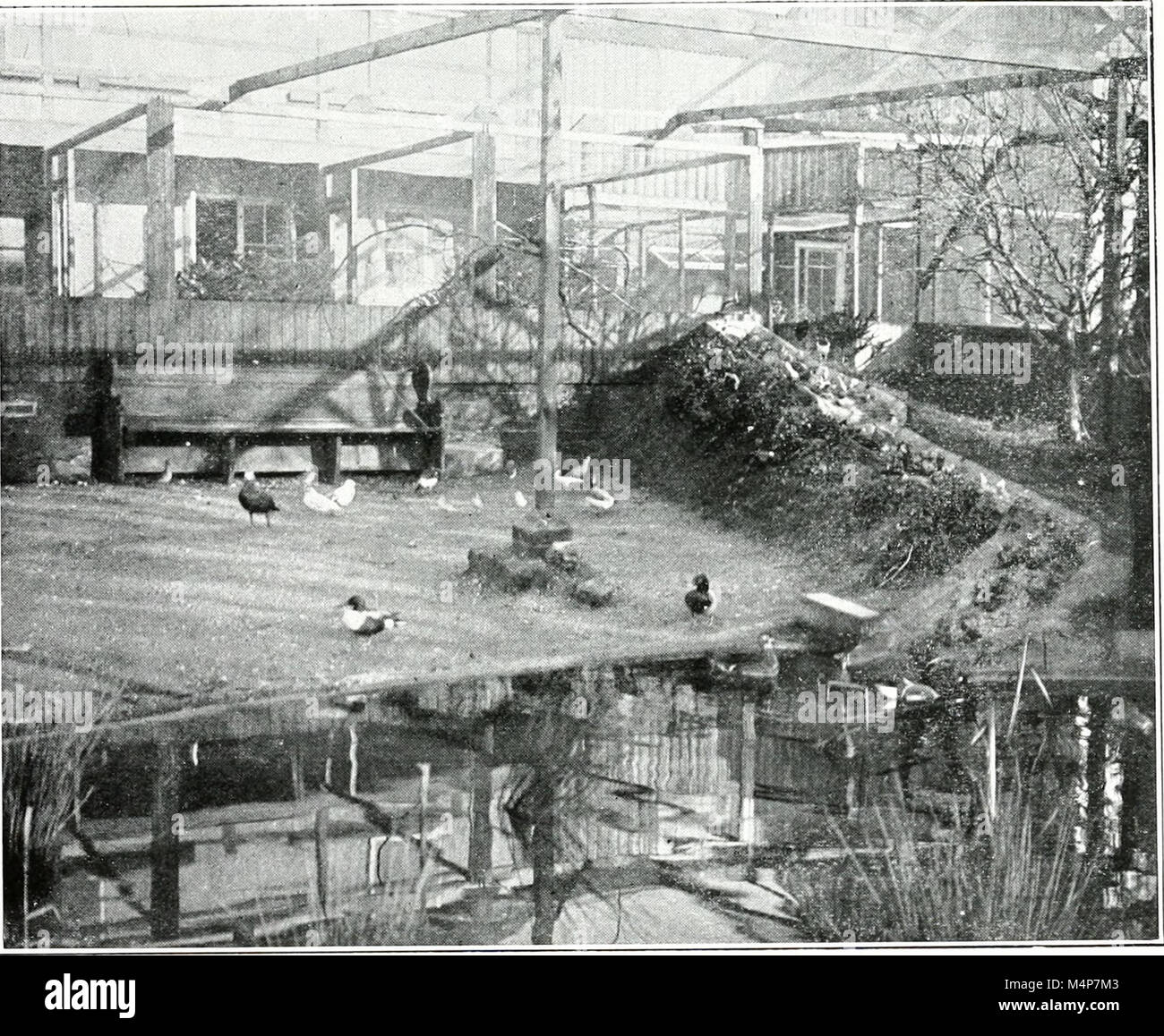 'Bird Notes' (1911) is a collection of observations on bird species ...