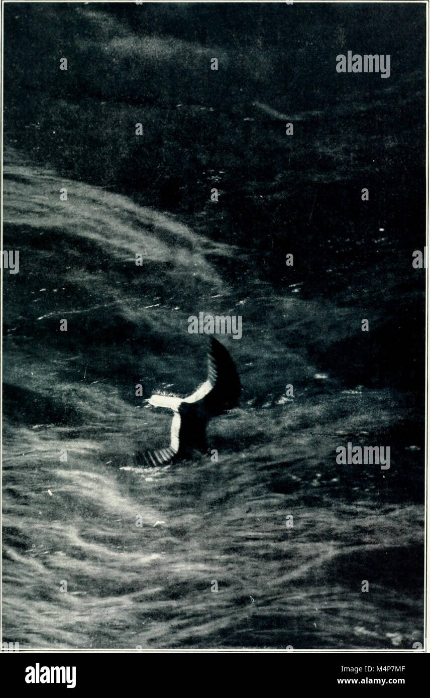 Bird Notes (1913) is a publication dedicated to birdwatching and ...