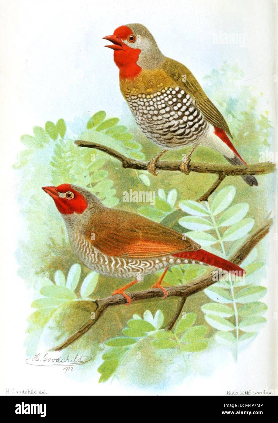 Bird notes (1913) (14563402449 Stock Photo - Alamy