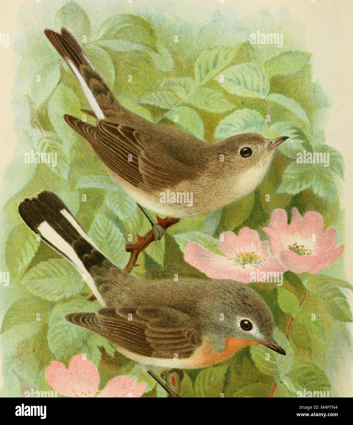 A 1913 publication focusing on observations and studies of various bird ...