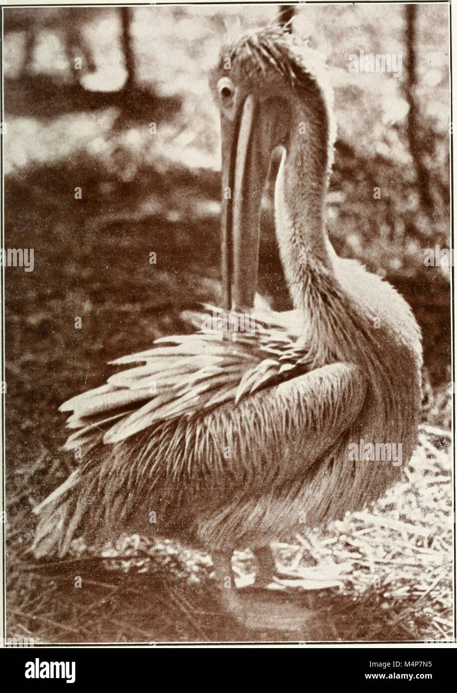 This 1913 publication, 'Bird Notes,' provides detailed observations and ...