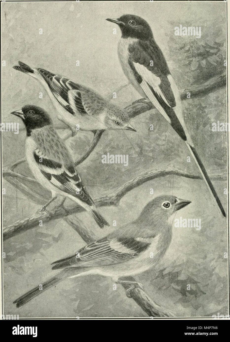 Bird notes (1913) (14727030696 Stock Photo - Alamy