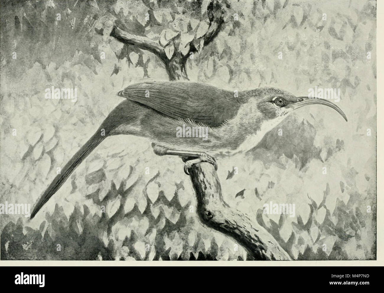 'Bird Notes' (1913) compiles observations and notes on bird species ...