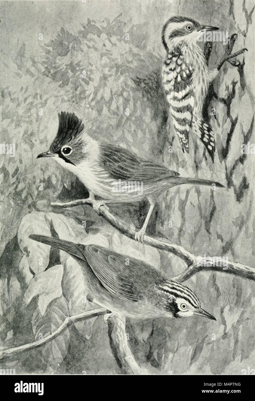 'Bird Notes' (1913) is a publication focused on birdwatching and ...